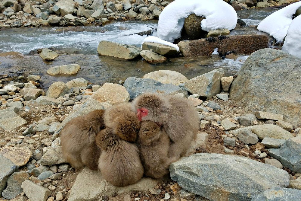 See Snow Monkeys at Jigokudani Snow Monkey Park - BrusTravelin
